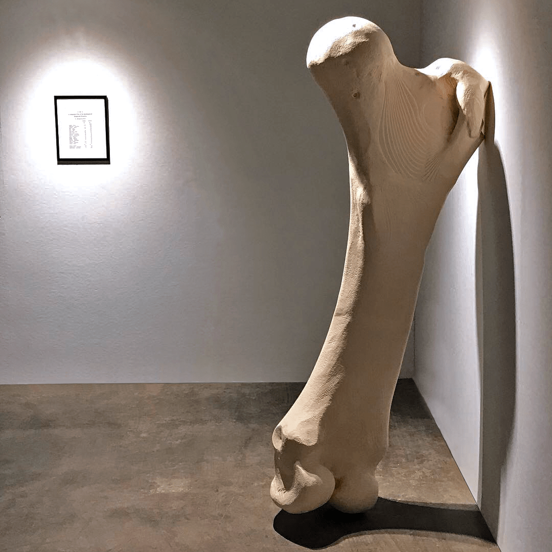 Jefferson's Bone – Bri Murphy